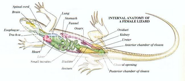 Lizard Anatomy Photo by sledman8indy | Photobucket